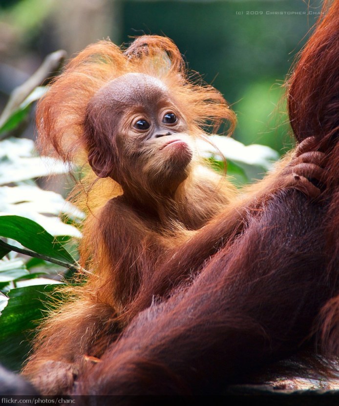 Orangutan asks for help in sign language: a free downloadable lesson ...